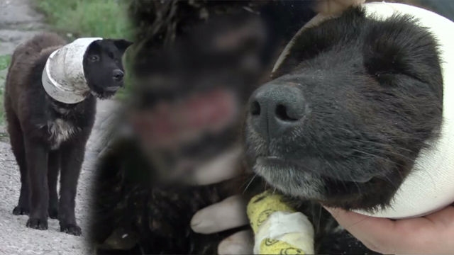 TV 동물농장 : 목에 플라스틱 배관이 낀 흑구를 구하라! : SBS