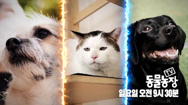 TV 동물농장 : [12월 4일 예고] DOG보적이고 CAT주얼한 이들의 정체는? : SBS