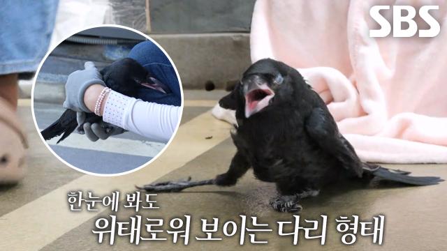 TV 동물농장 : 제대로 걸을 수 없는 까마귀 ‘까순이’의 사연↘ : SBS
