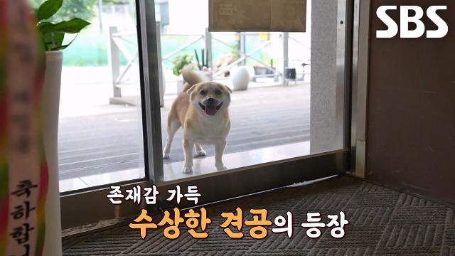 TV 동물농장 : 가게 오픈런 뛰는 수상한 단골손님, 룽지 : SBS